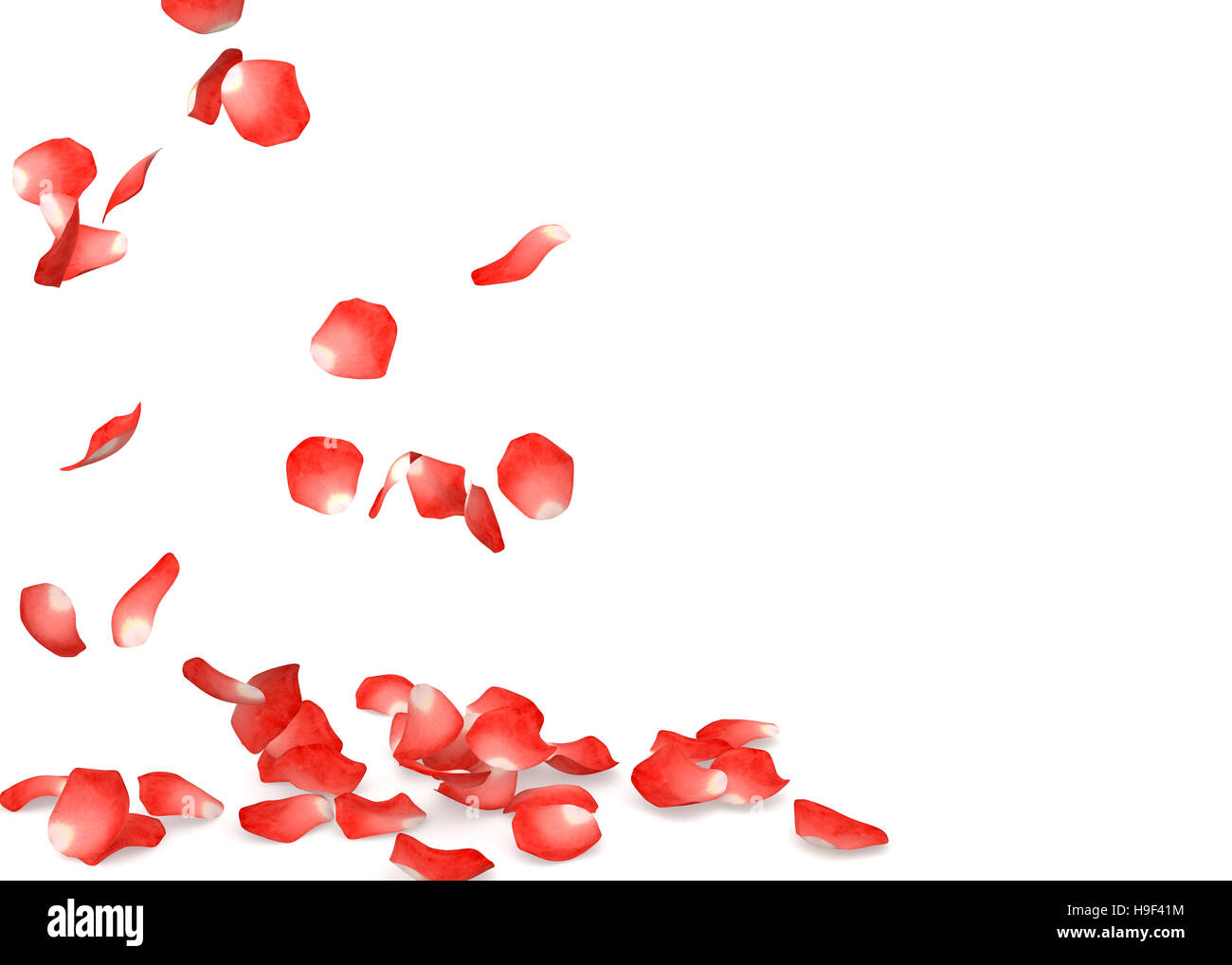 Red rose petals flying on the floor. Isolated white background Stock ...