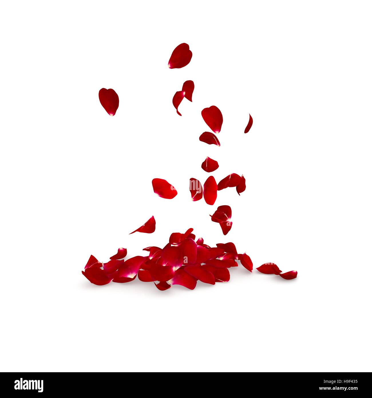 Rose petals fall to the floor. Isolated background Stock Photo - Alamy