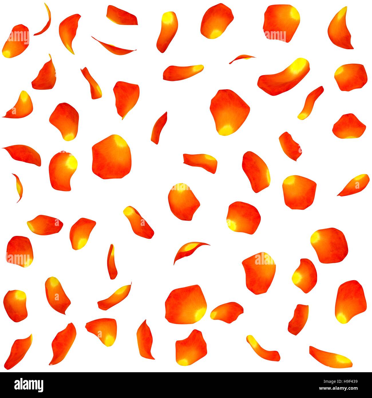 Texture of orange rose petals. Isolated white background Stock Photo ...
