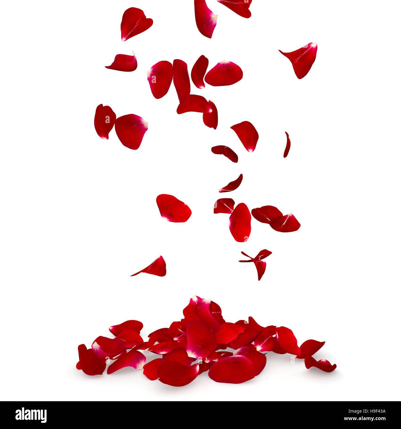 Rose petals fall to the floor. Isolated background Stock Photo - Alamy