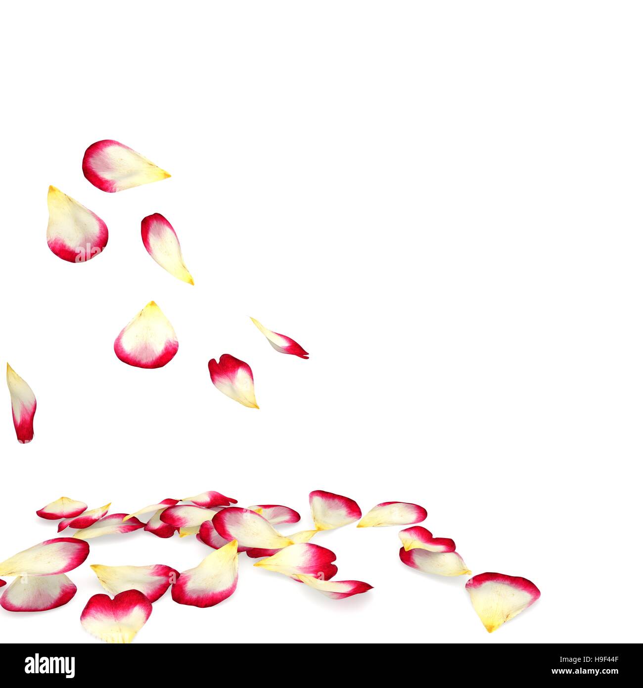 Rose petals fall to the floor. Isolated background Stock Photo - Alamy