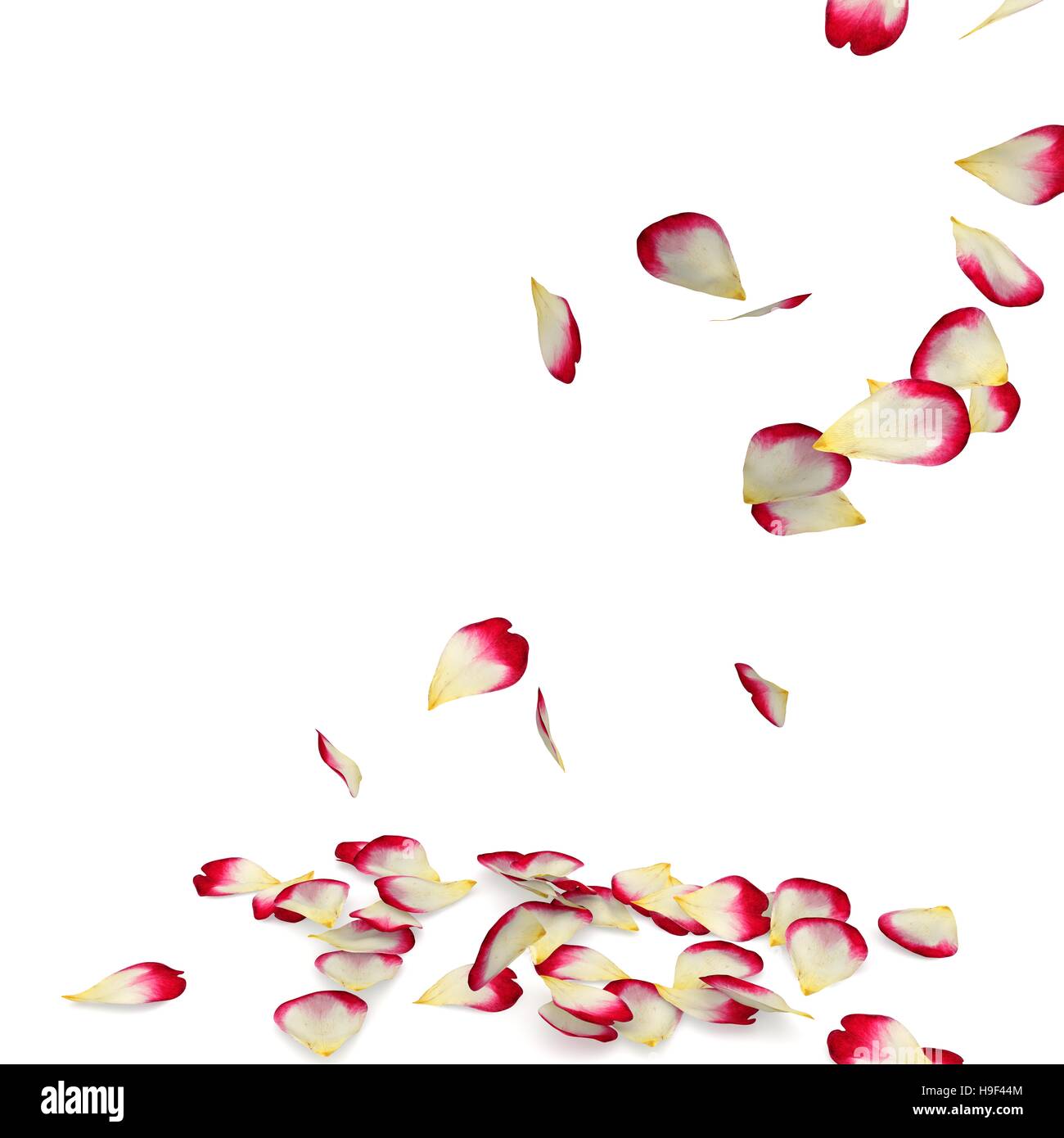Rose petals fall to the floor. Isolated background Stock Photo - Alamy