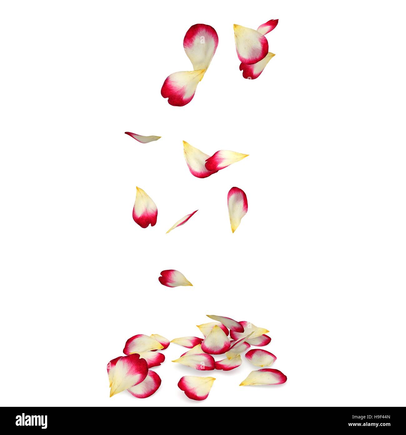 Rose petals fall to the floor. Isolated background Stock Photo - Alamy