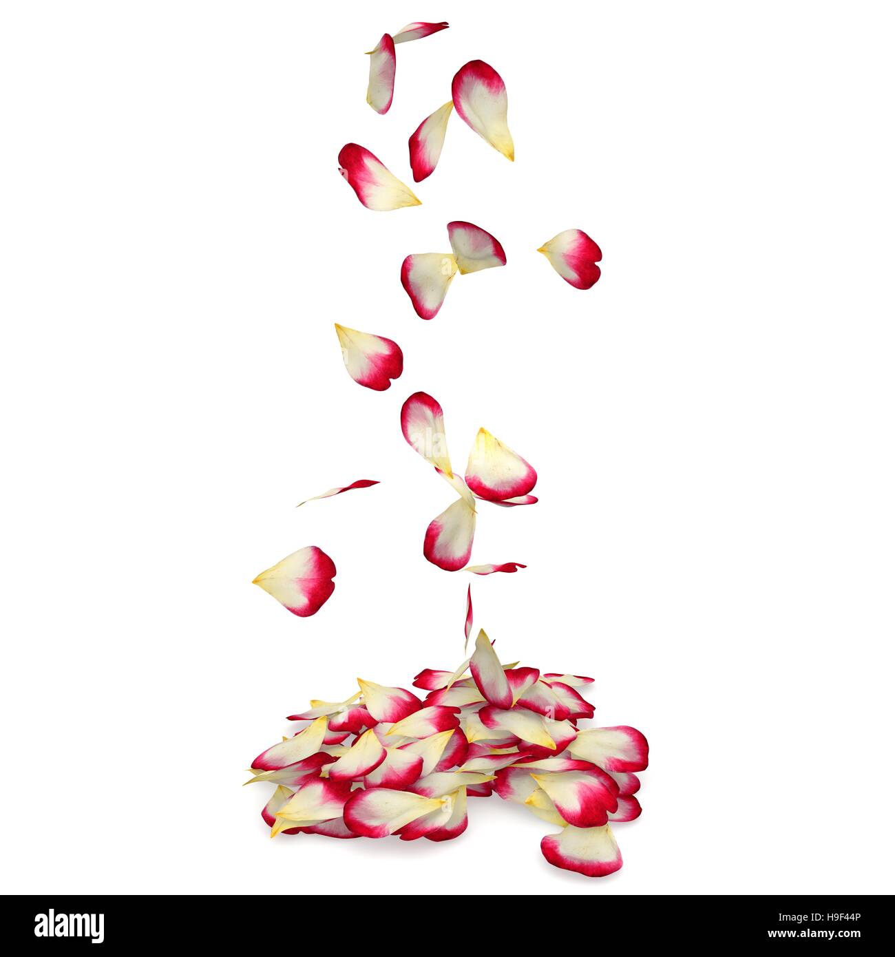 Rose petals fall to the floor. Isolated background Stock Photo - Alamy