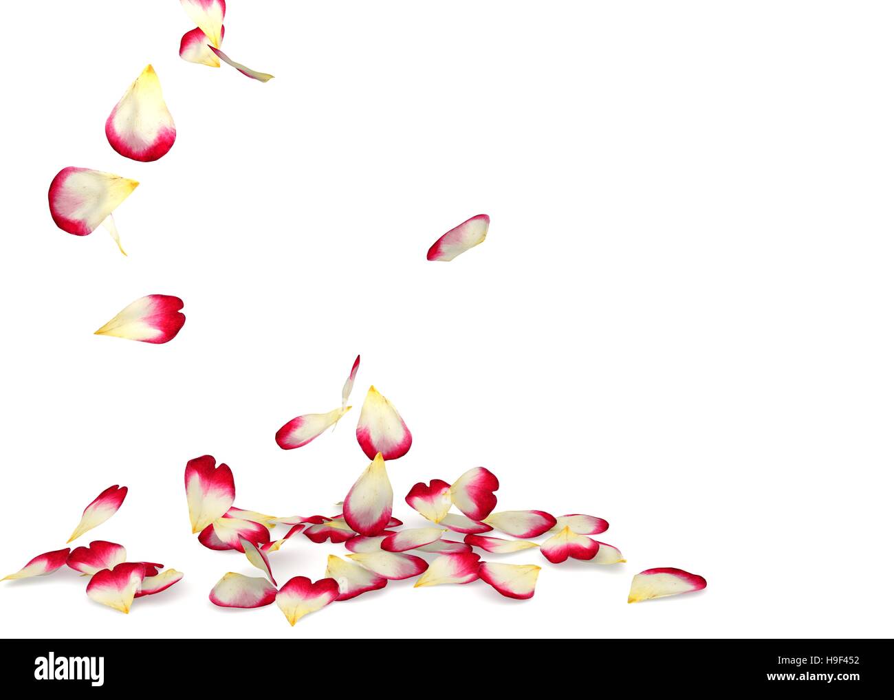 Rose petals fall to the floor. Isolated background Stock Photo - Alamy