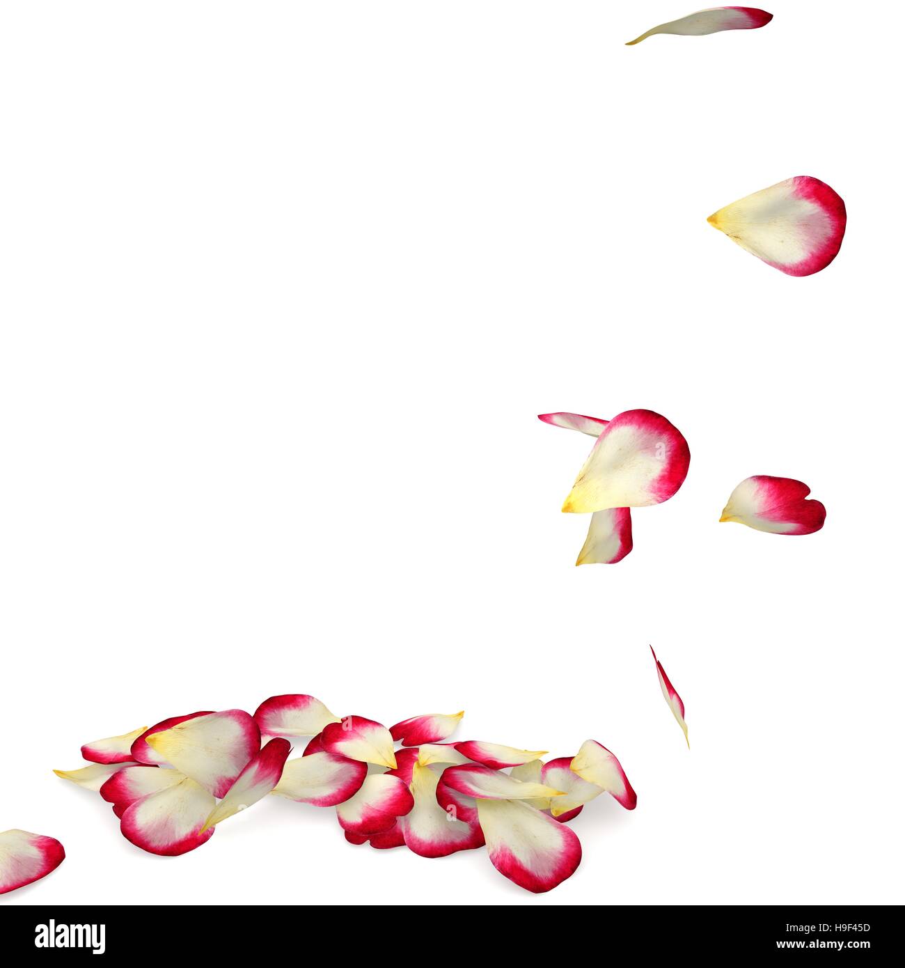 Rose petals fall to the floor. Isolated background Stock Photo - Alamy