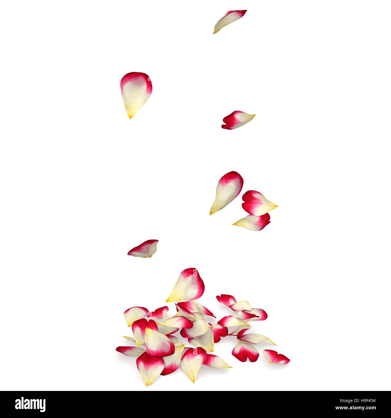 Rose petals fall to the floor. Isolated background Stock Photo - Alamy