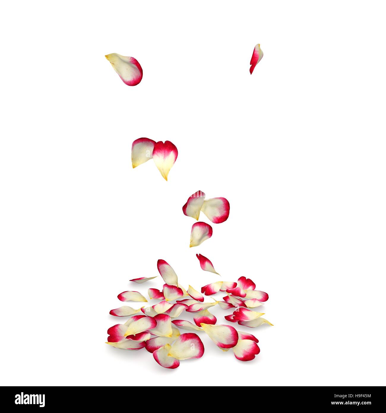 Rose petals fall to the floor. Isolated background Stock Photo - Alamy