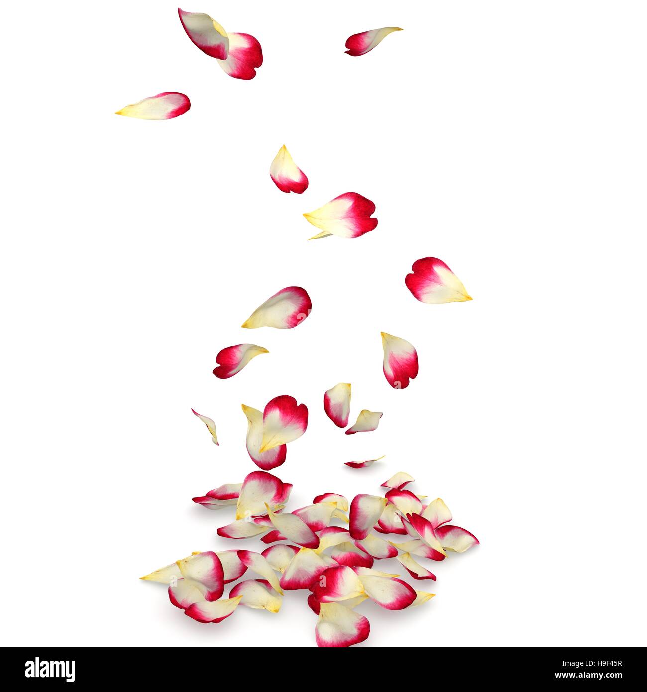 Rose petals fall to the floor. Isolated background Stock Photo - Alamy