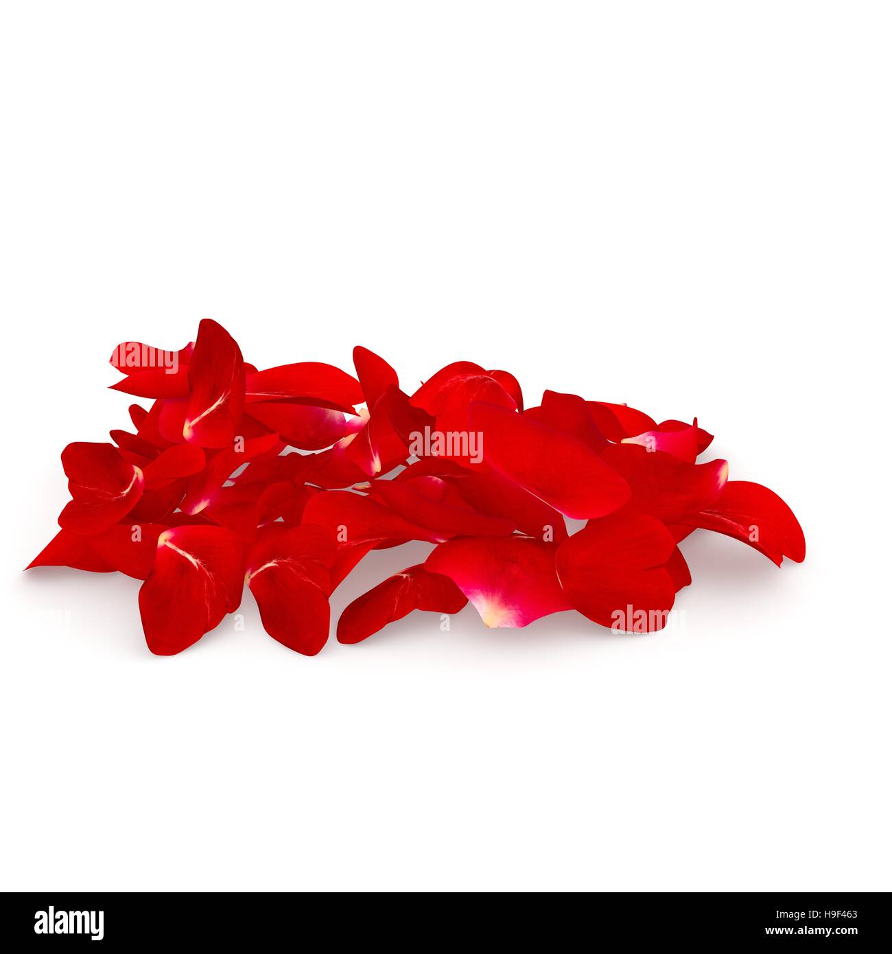 Red rose falling scattered hi-res stock photography and images - Alamy