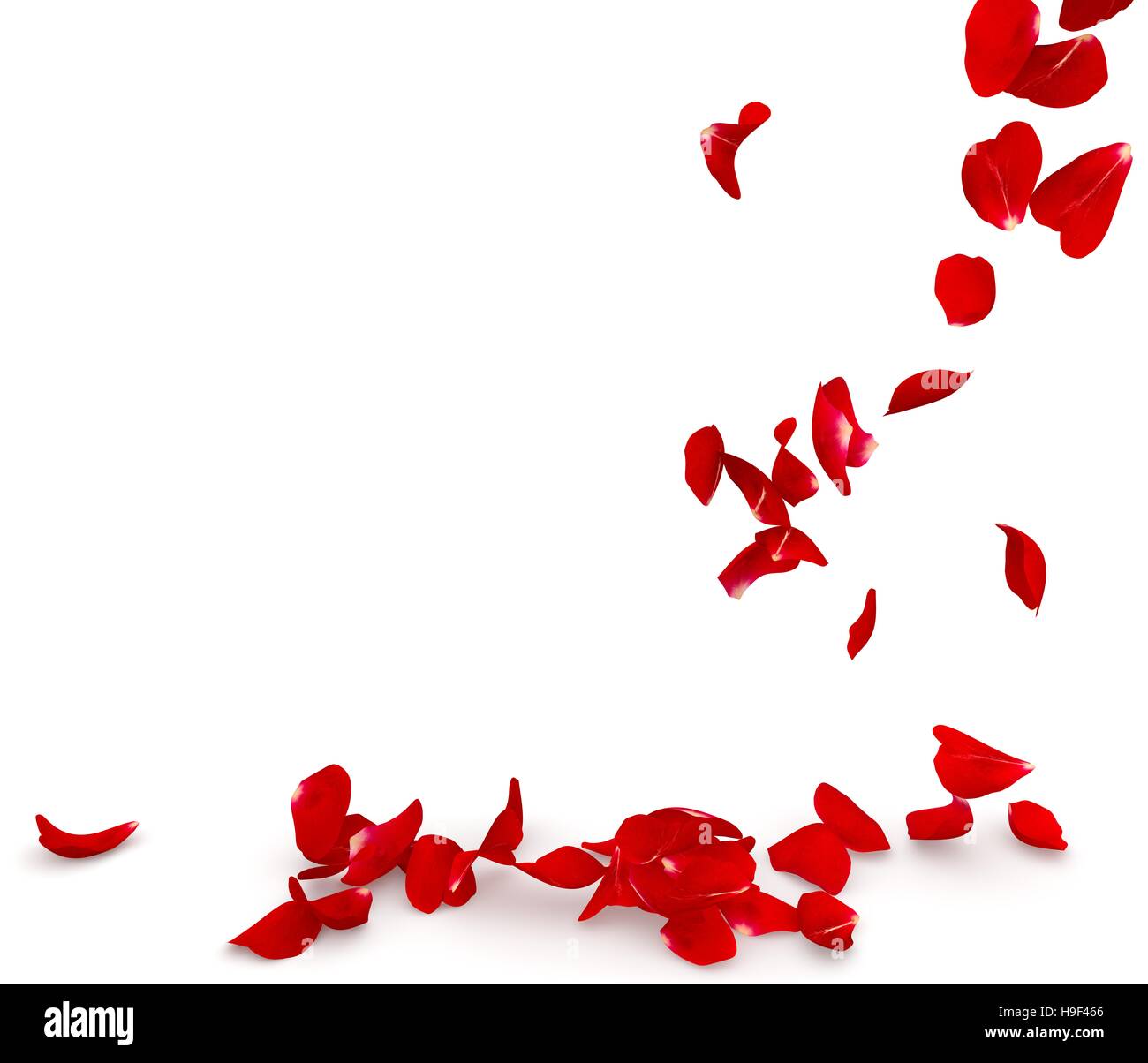 Rose petals fall to the floor. Isolated background Stock Photo - Alamy