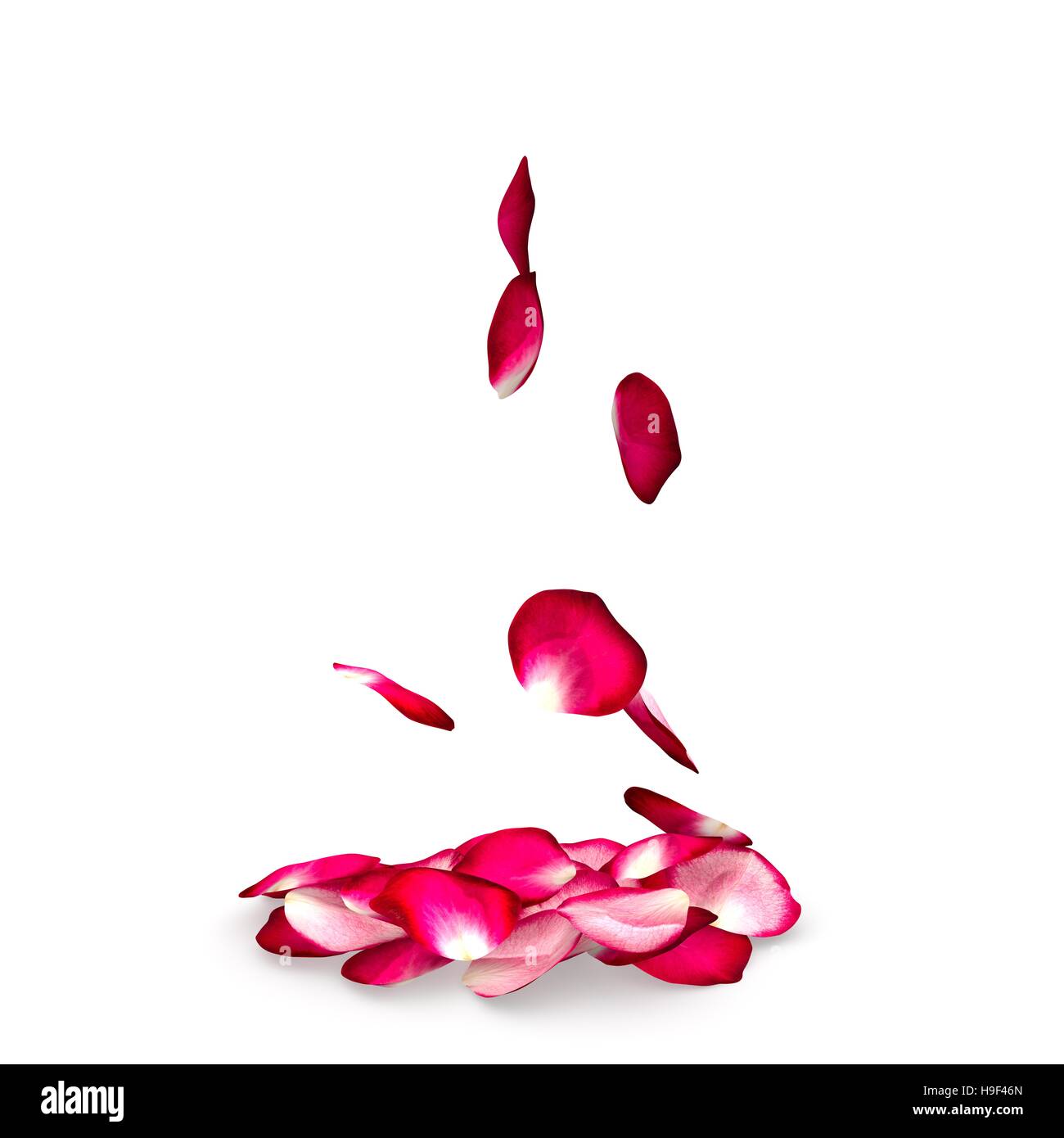 Rose petals fall to the floor. Isolated background Stock Photo - Alamy