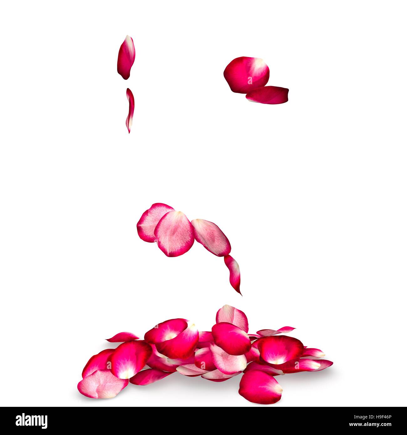 Rose petals fall to the floor. Isolated background Stock Photo - Alamy