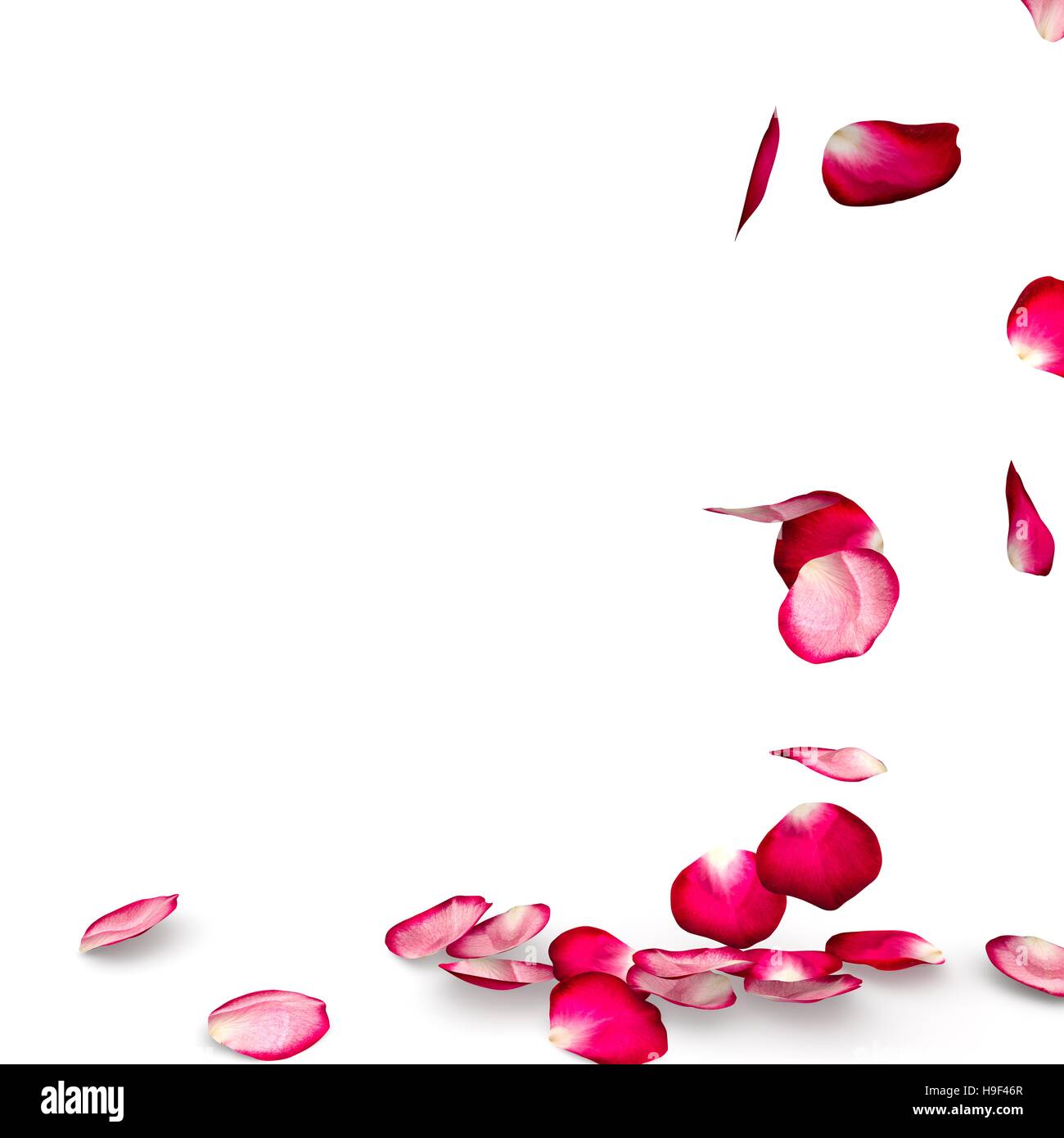 Rose petals fall to the floor. Isolated background Stock Photo - Alamy