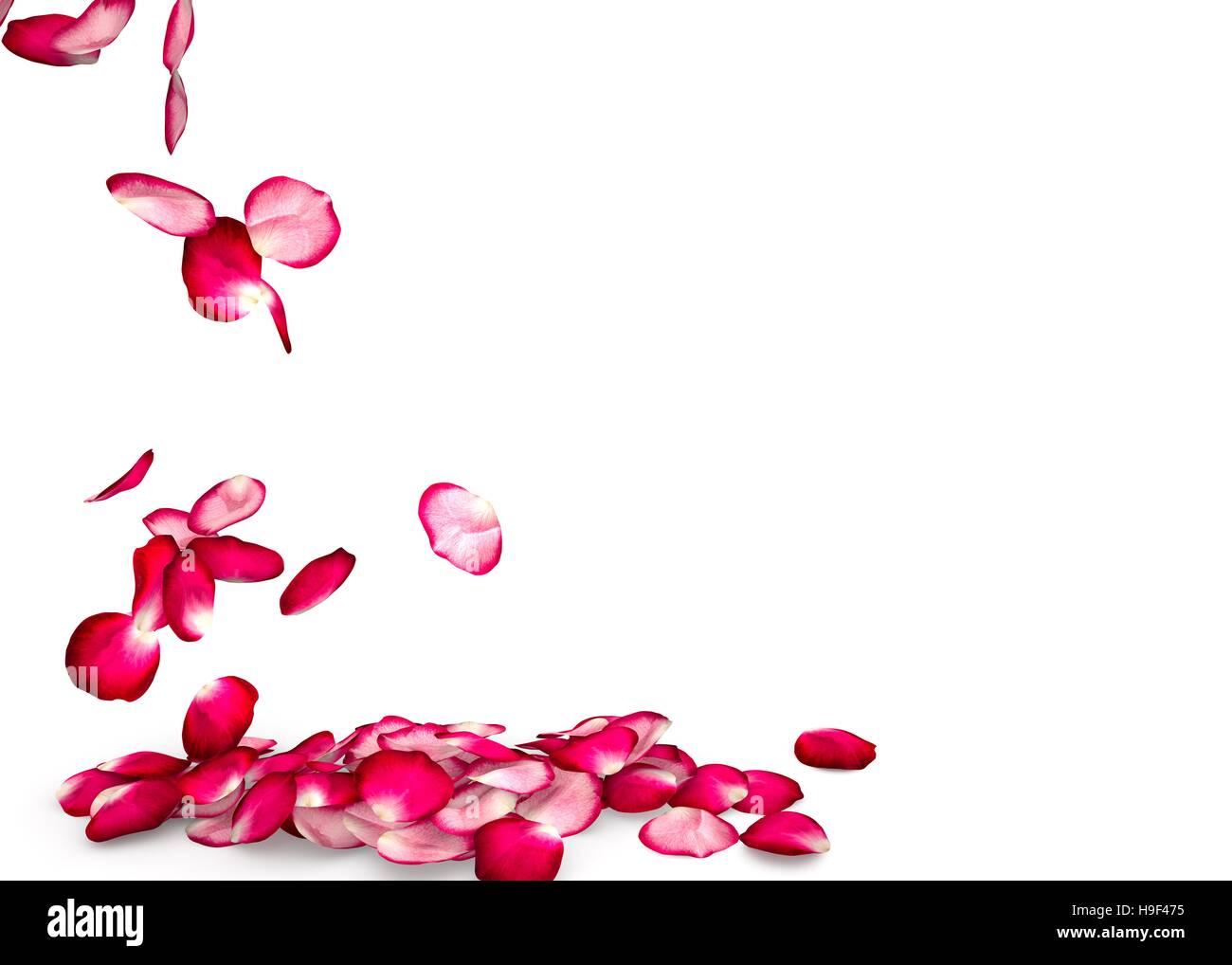 Rose petals fall to the floor. Isolated background Stock Photo - Alamy