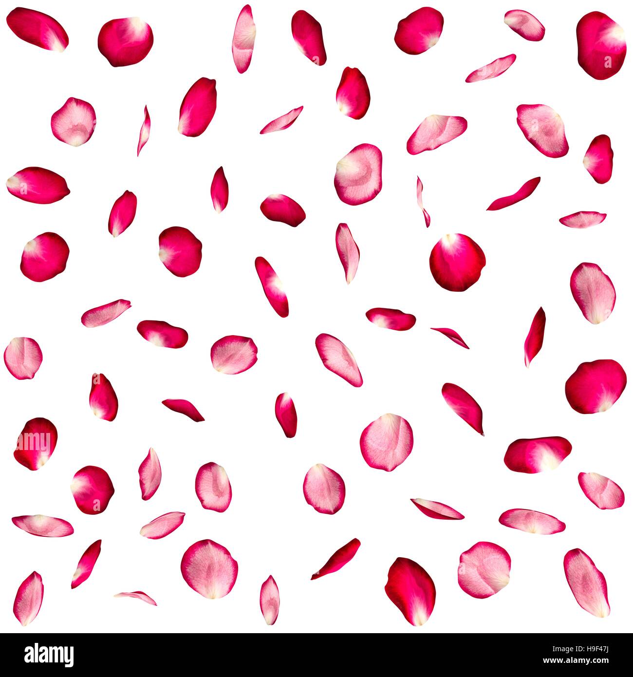 Seamless texture of red rose petals. Isolated background Stock Photo ...