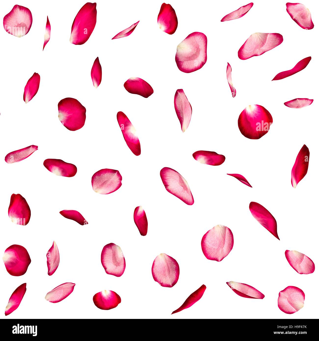 Seamless texture of red rose petals. Isolated background Stock Photo ...