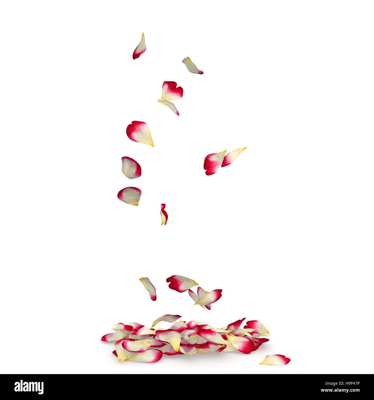 Rose petals fall to the floor. Isolated background Stock Photo - Alamy