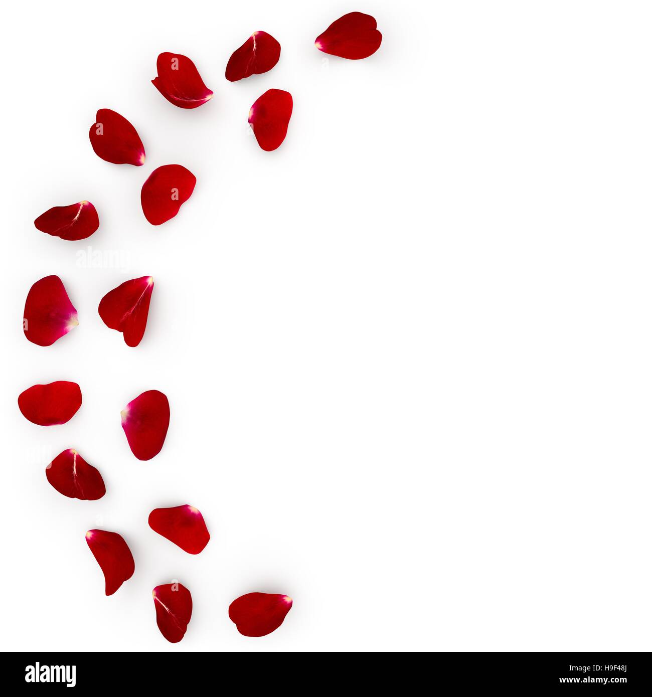 Red rose petals scattered on the floor in a semi-circle. Under the ...