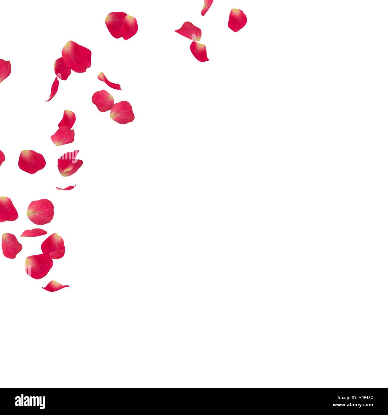 Pink rose petals scattered on the floor in a semi-circle. There is a ...