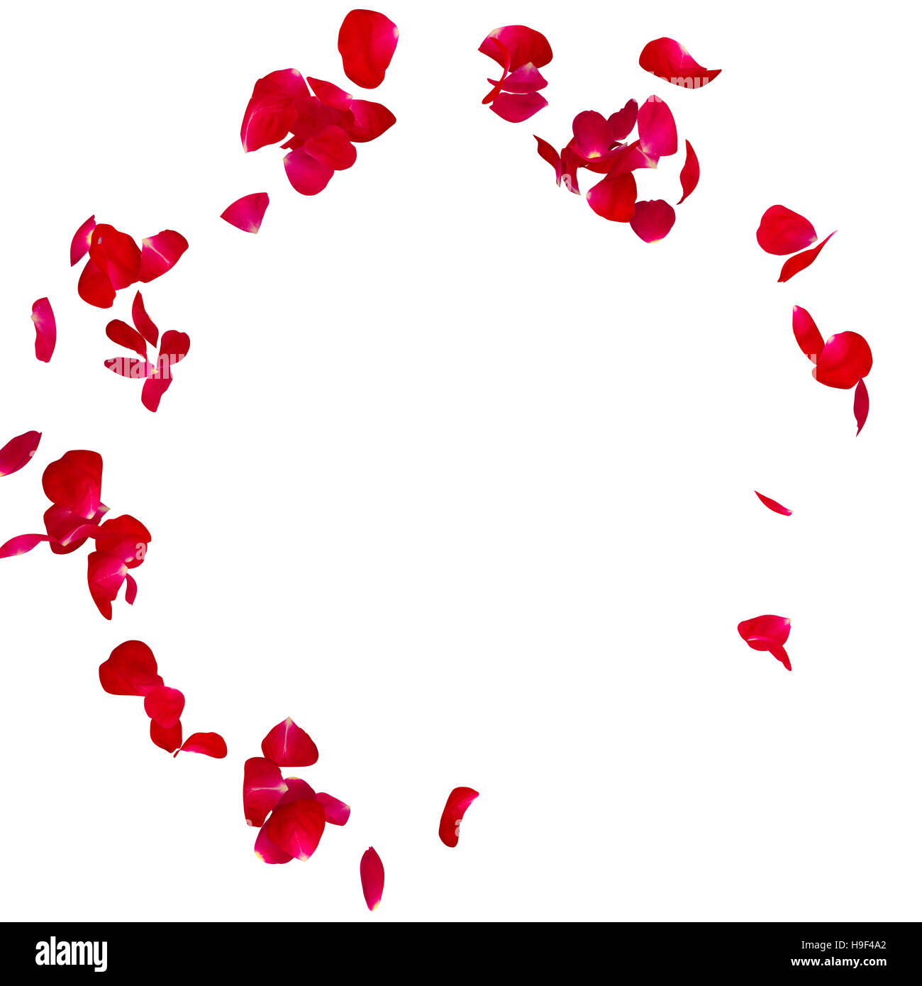 Photo realistic rose petals hi-res stock photography and images - Alamy