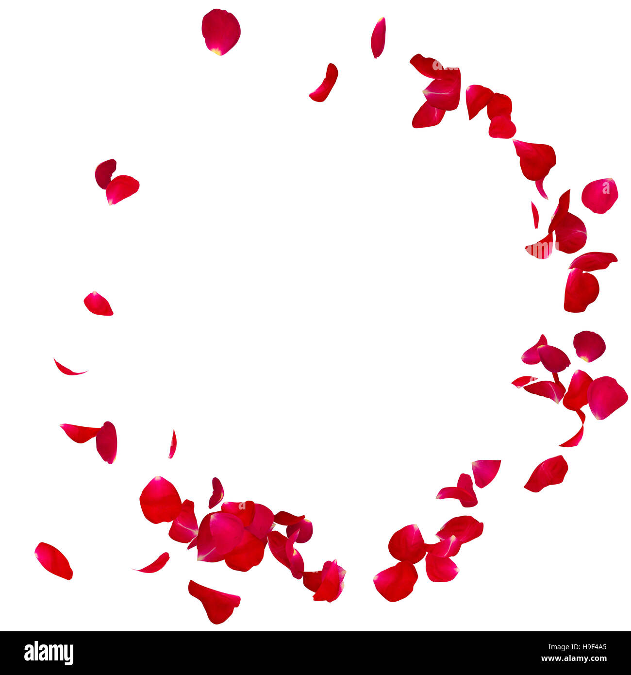 Red rose petals scattered on the floor in a semi-circle. There is a ...