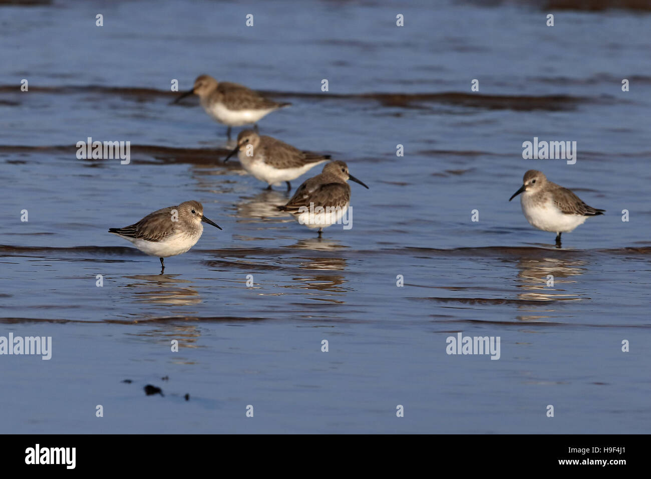 Dunlins england hi-res stock photography and images - Alamy