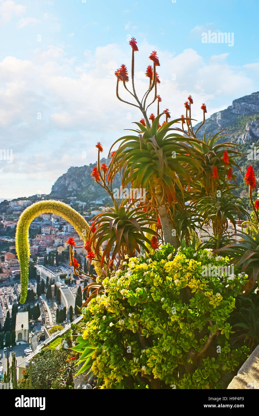 The scenic plants in Exotic Garden of Monaco, located on the steep ...
