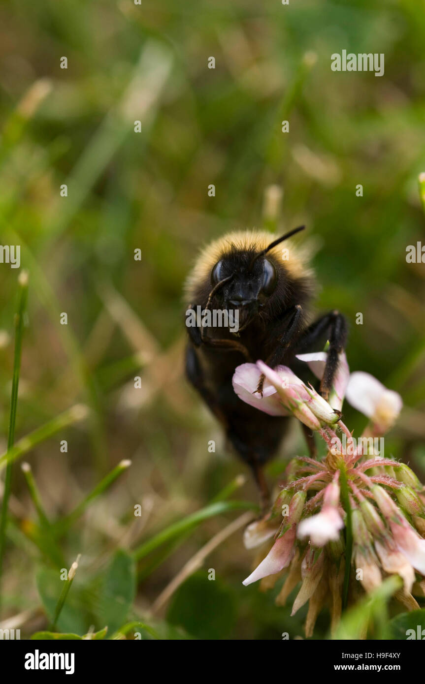 Bumblebee Collecting Pollen Stock Photo - Alamy