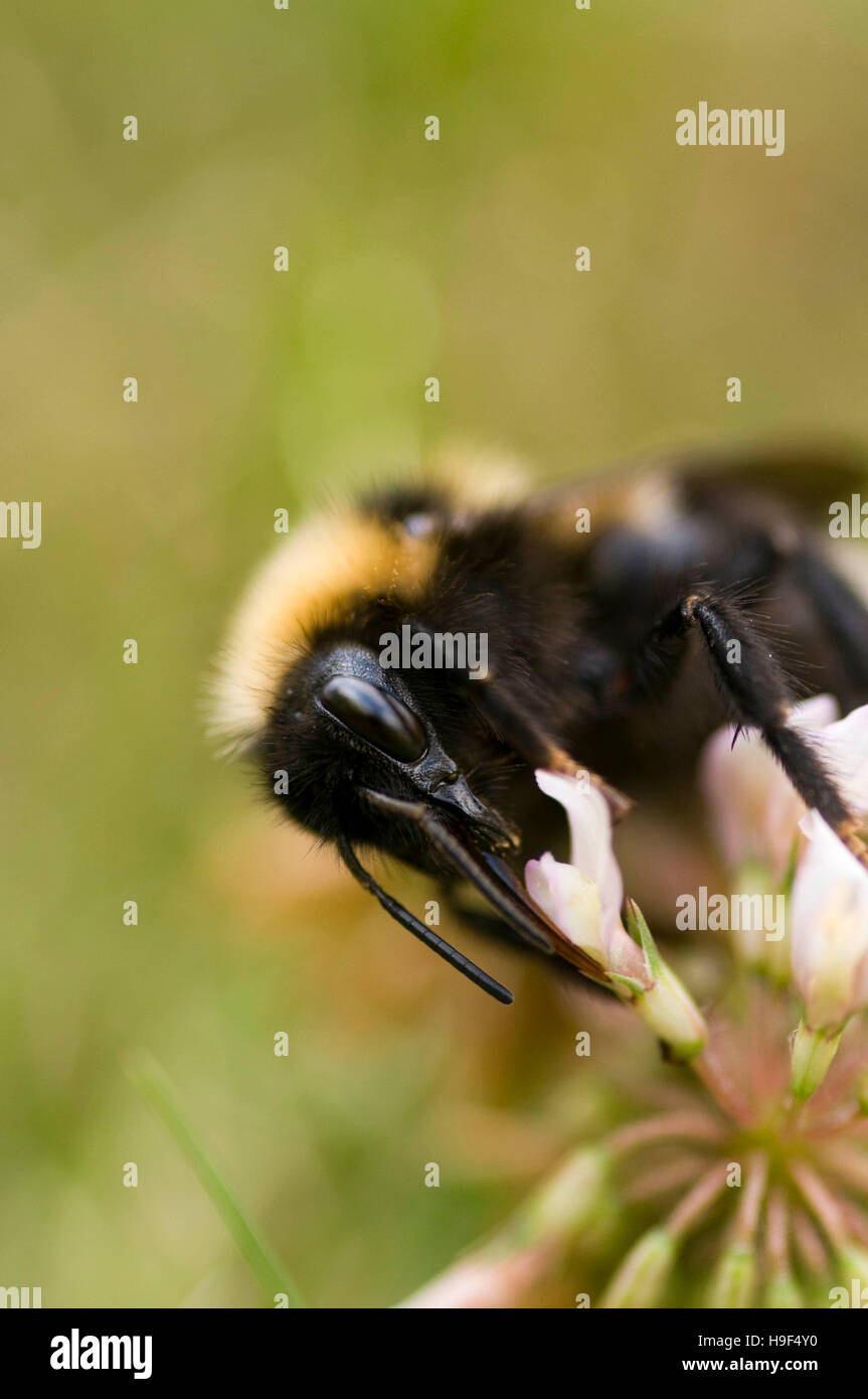 Bumblebee Collecting Pollen Stock Photo - Alamy