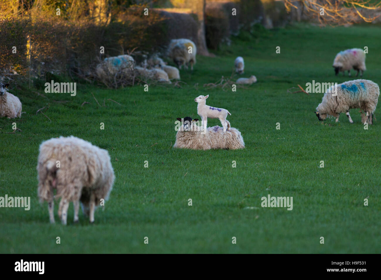 Mothers with young animals on the back hi-res stock photography and ...