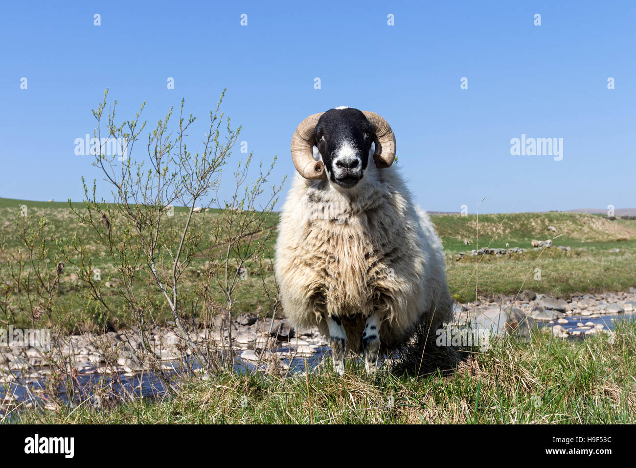 Male sheep hi-res stock photography and images - Alamy