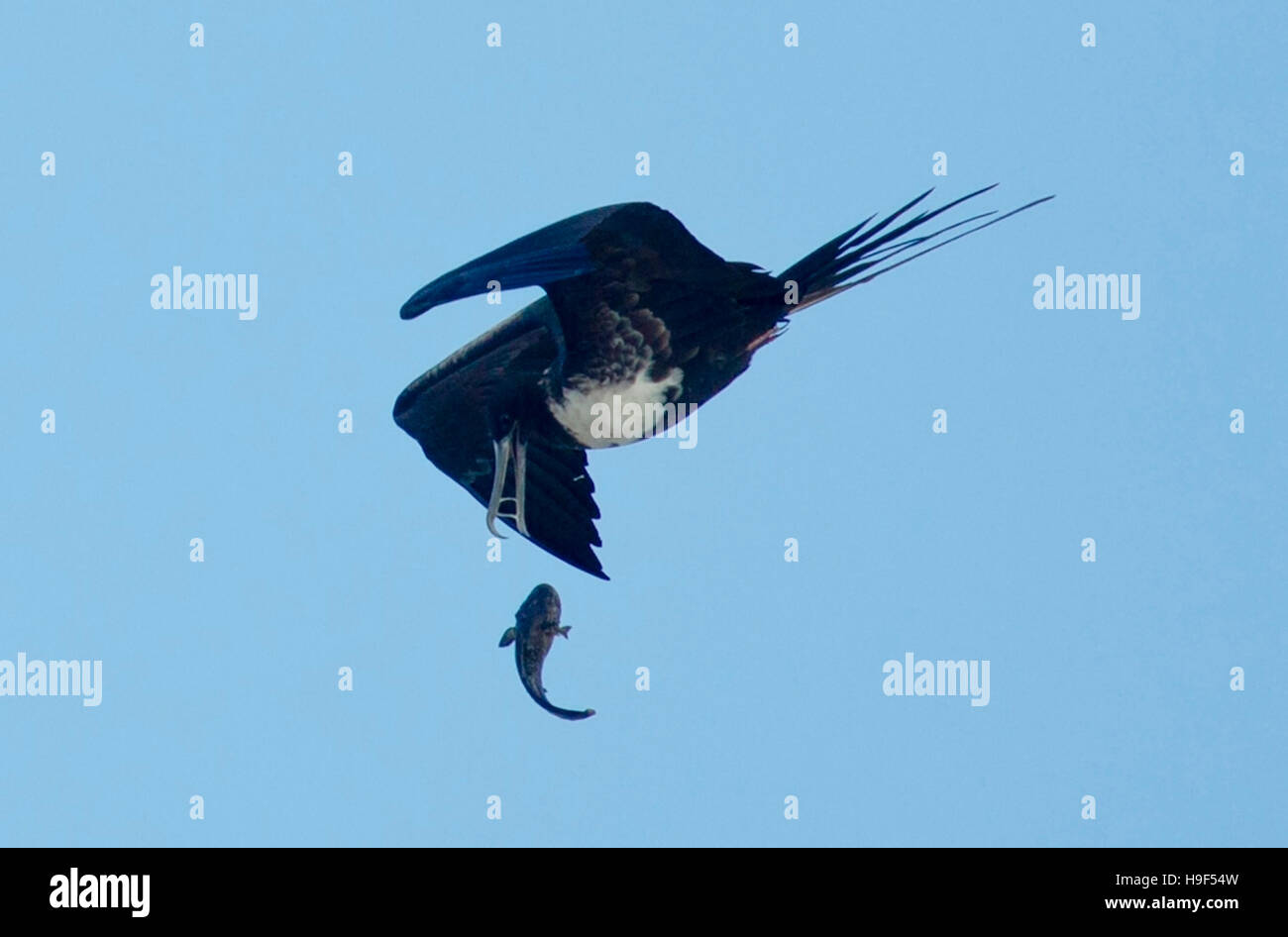 Bird dropping fish from its beak Stock Photo - Alamy