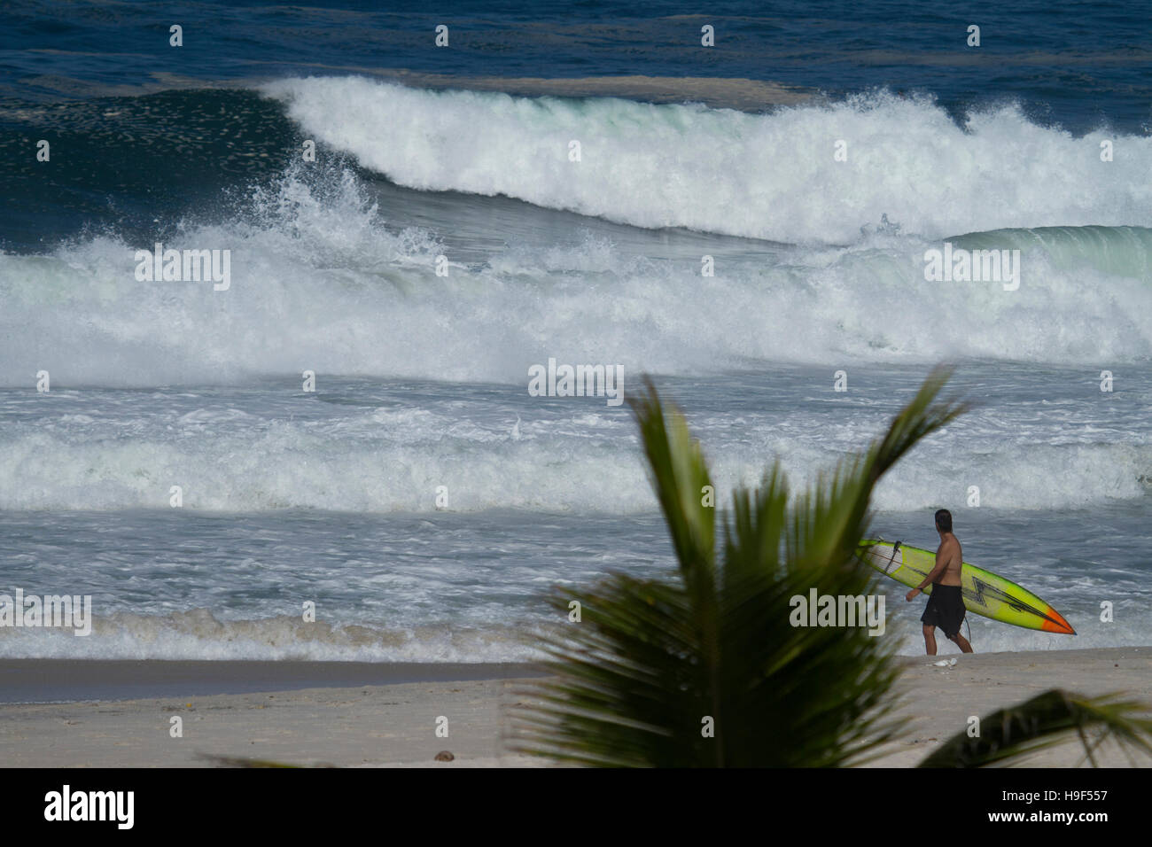 Palm tree, surfer and wave Stock Photo - Alamy
