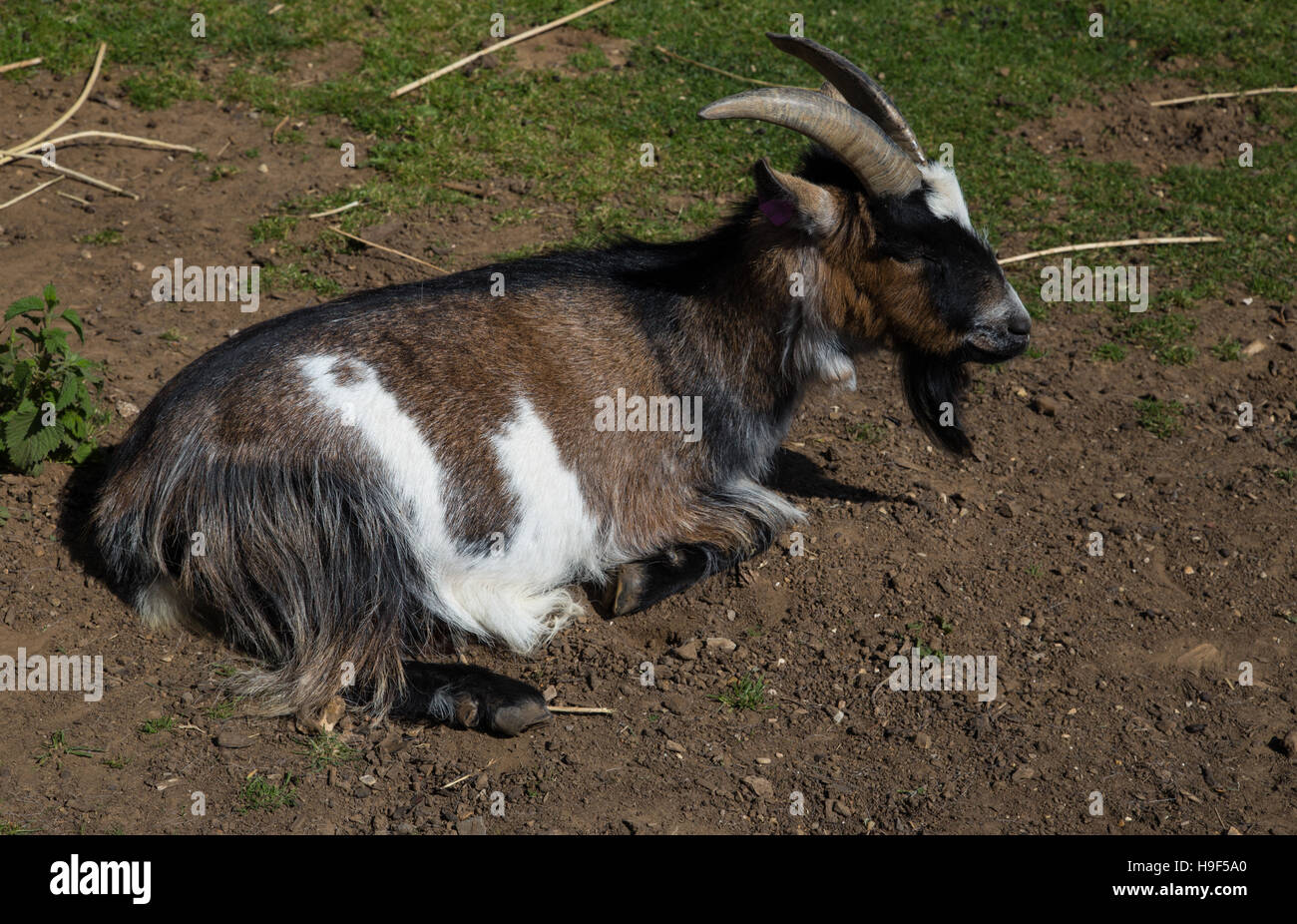 A Billy Goat Stock Photo - Alamy