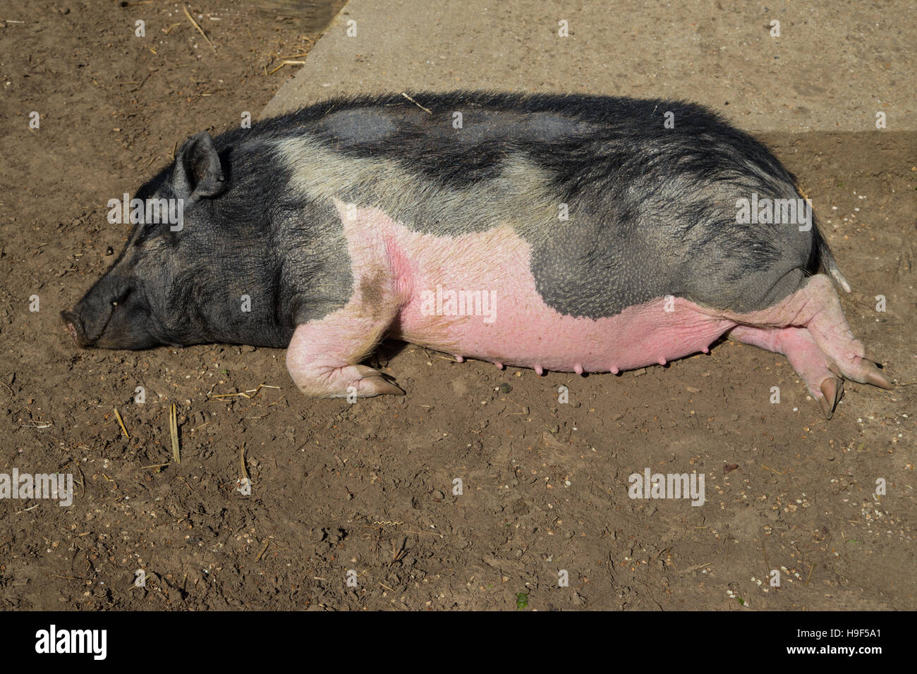 Pig sleep hi-res stock photography and images - Alamy
