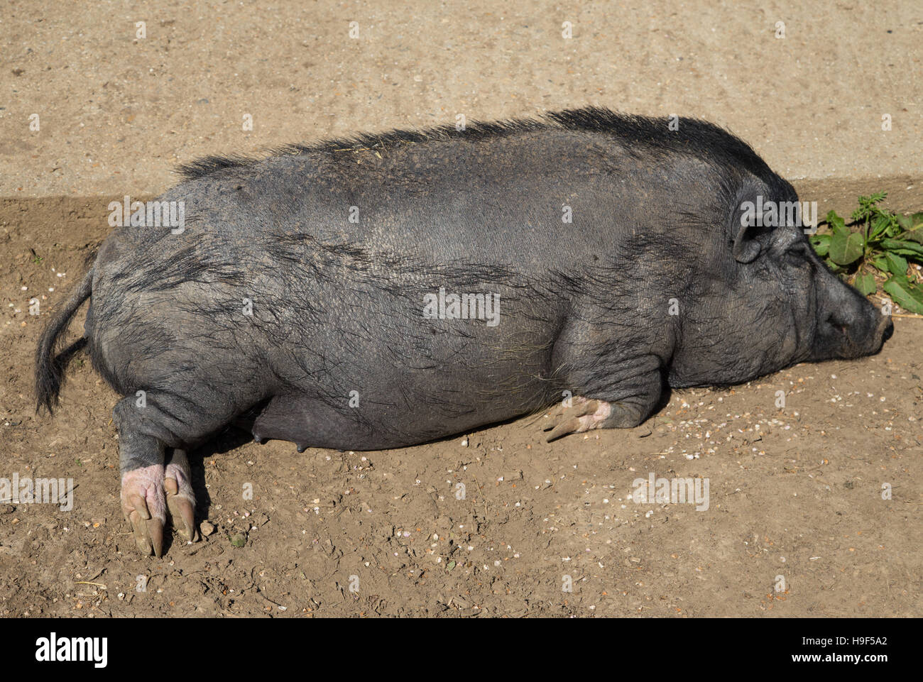 Pig sleep hi-res stock photography and images - Alamy