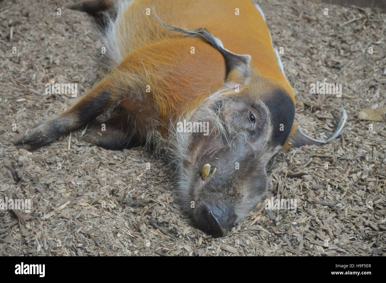 Red River Hog Stock Photo - Alamy