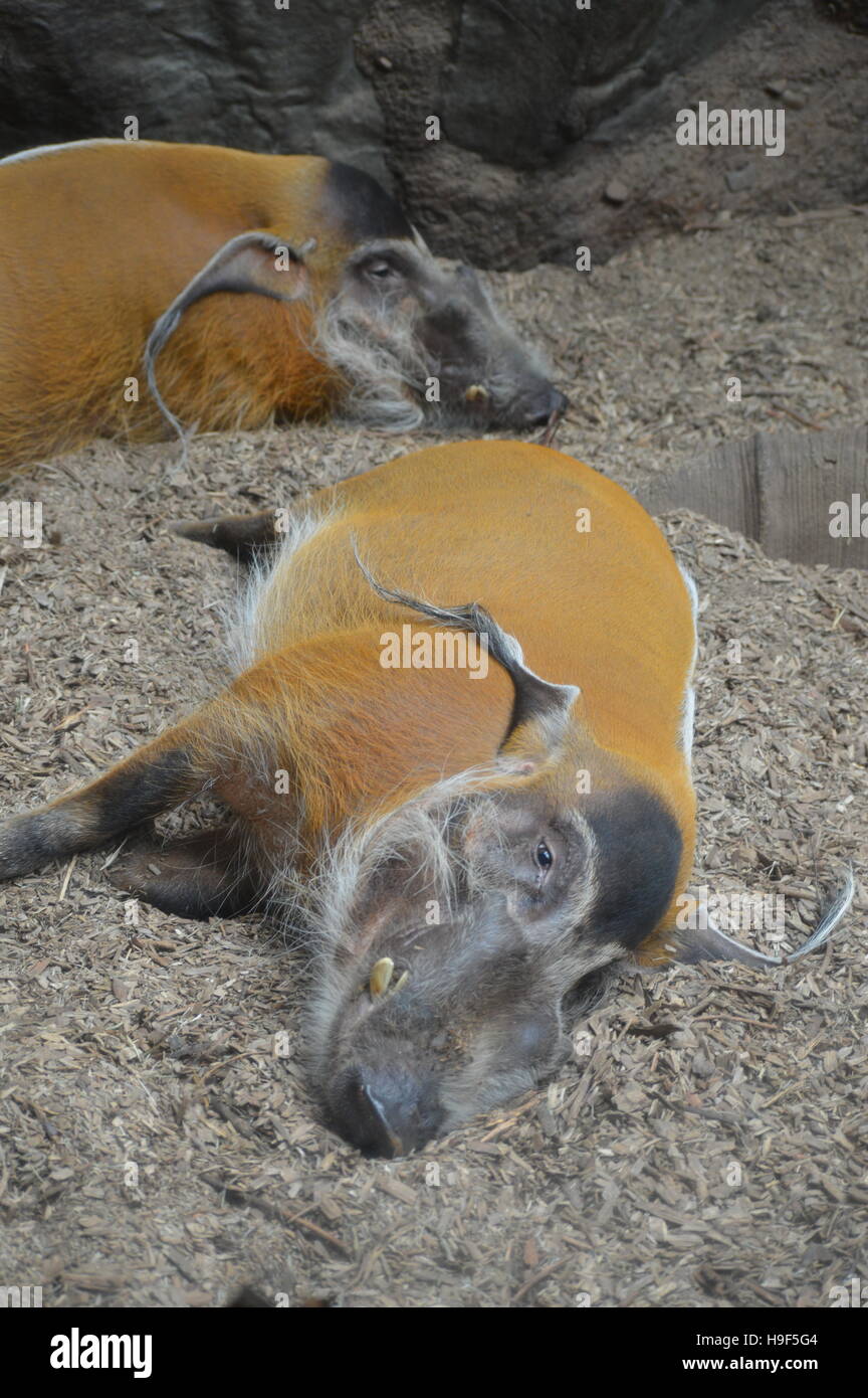 Red River Hog Stock Photo - Alamy