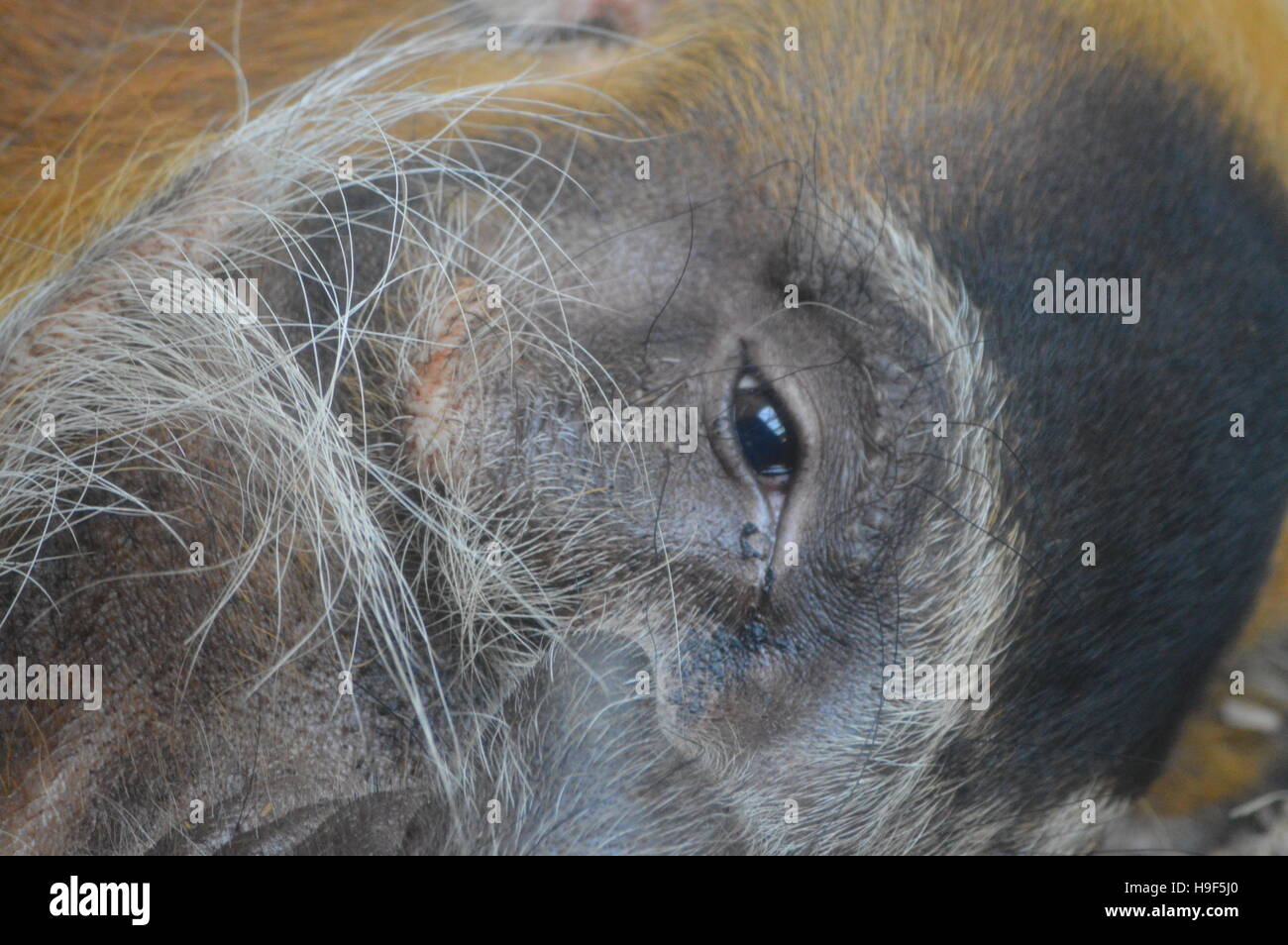 Red River Hog Stock Photo - Alamy