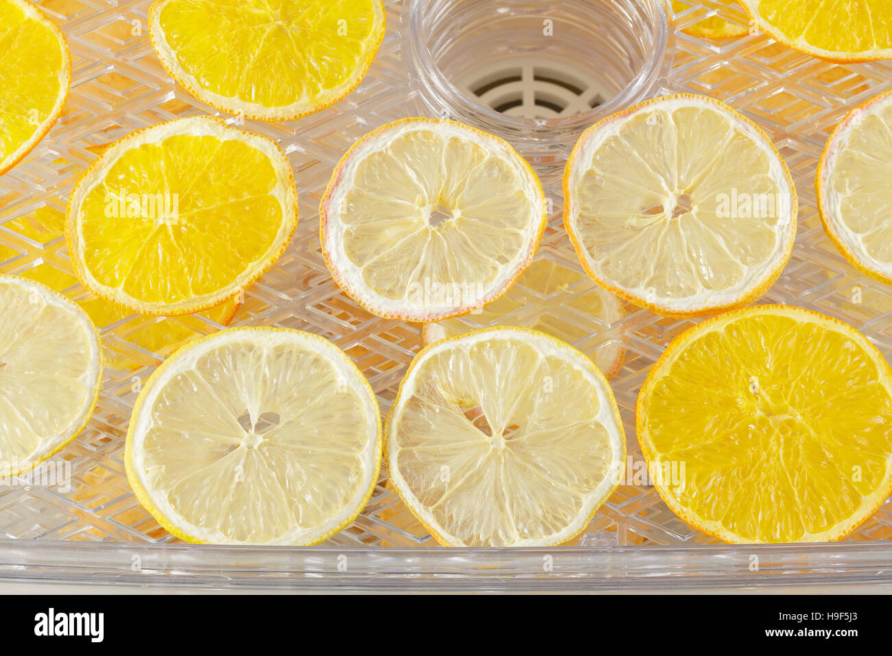 Lemon and orange slices drying in a food dehydrator Stock Photo - Alamy