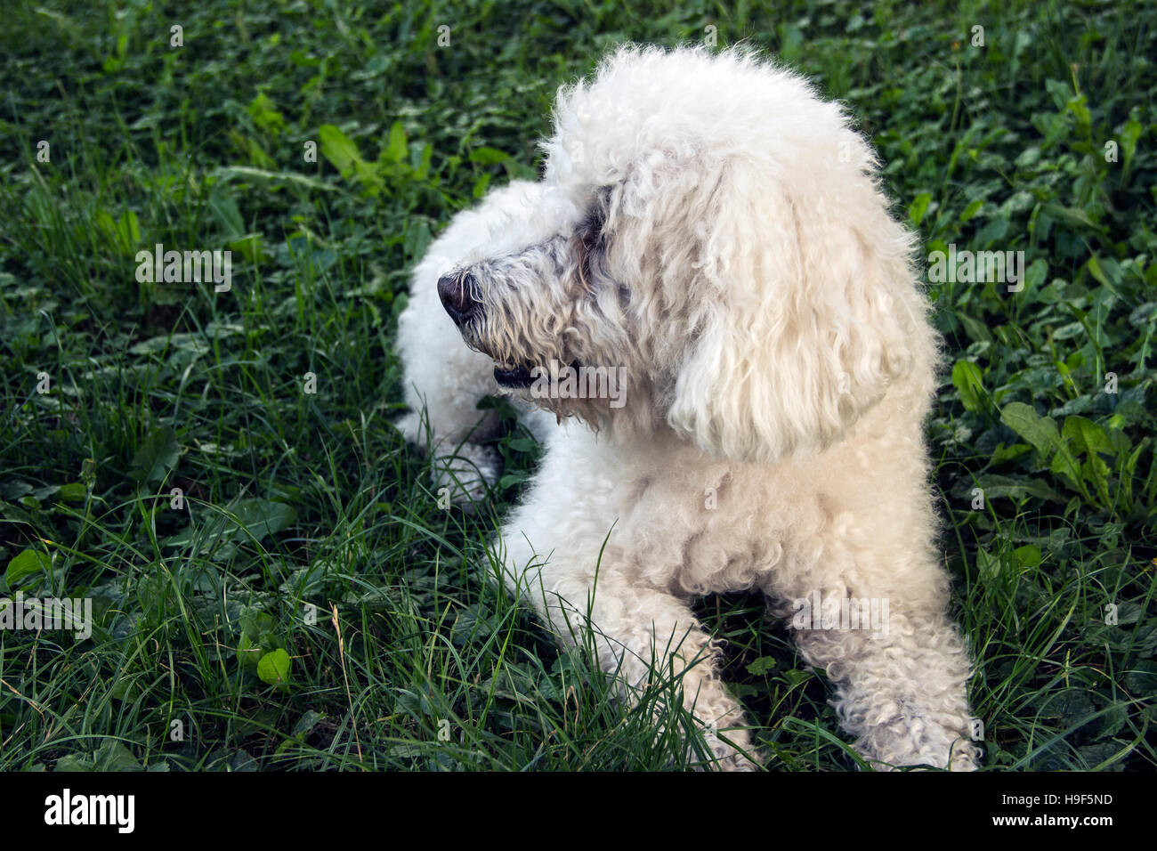 White poodle with hair hi-res stock photography and images - Alamy