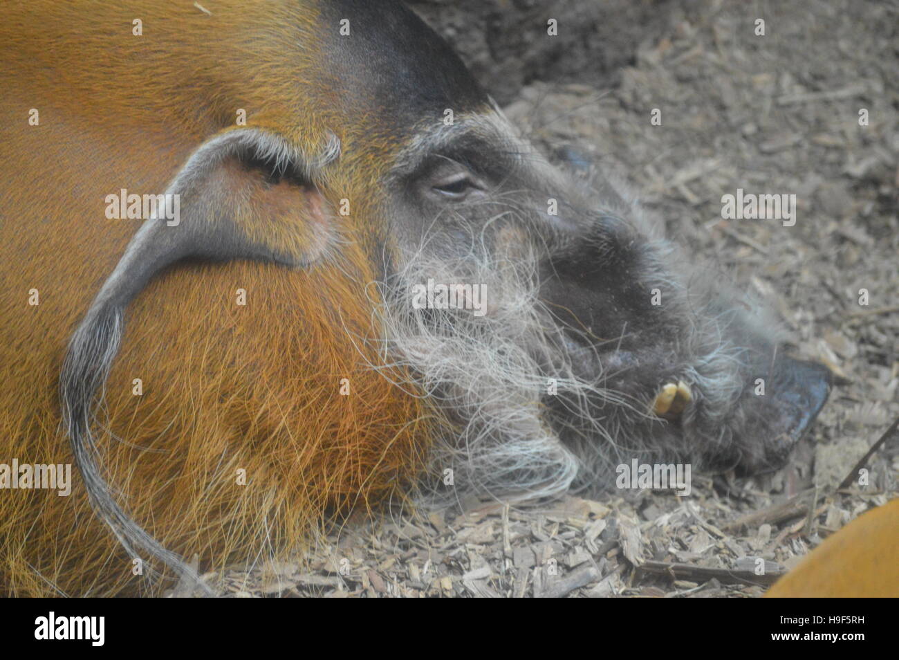 Red River Hog Stock Photo - Alamy
