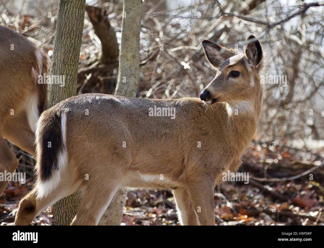 Beautiful isolated photo of wild deer in the forest Stock Photo - Alamy