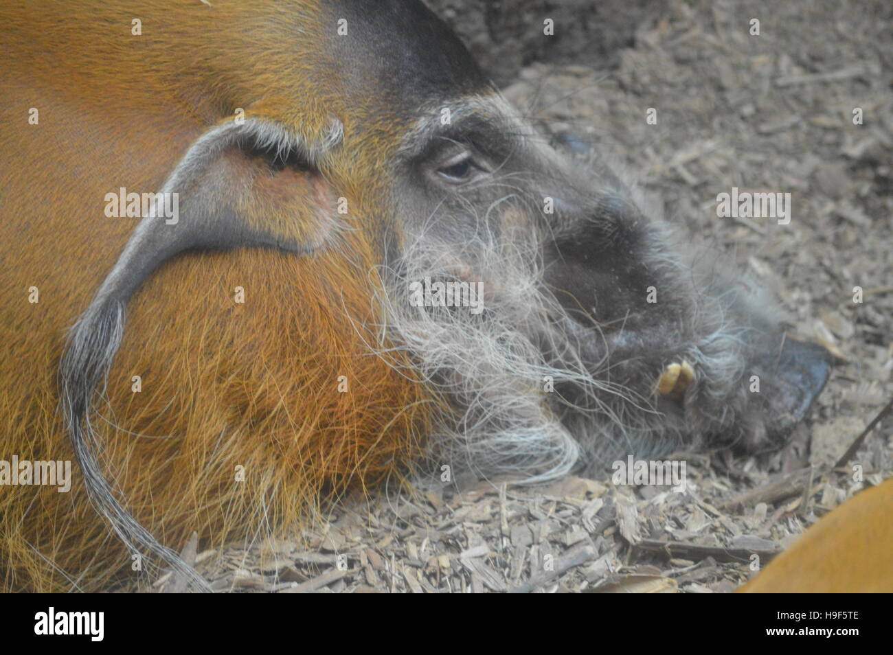 Red River Hog Stock Photo - Alamy