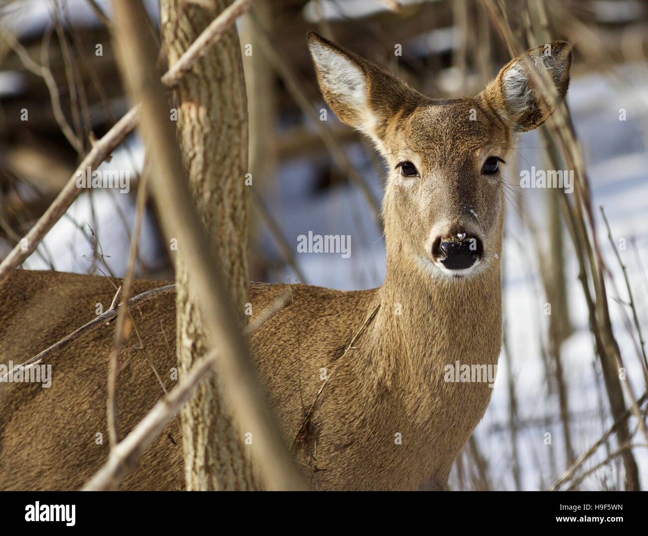 Beautiful isolated photo with a wild deer in the snowy forest Stock ...