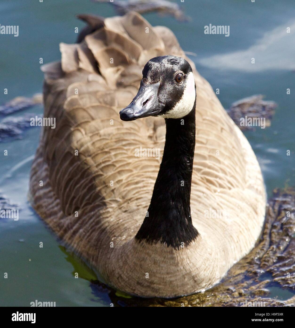 Beautiful isolated photo of a wild Canada goose Stock Photo - Alamy