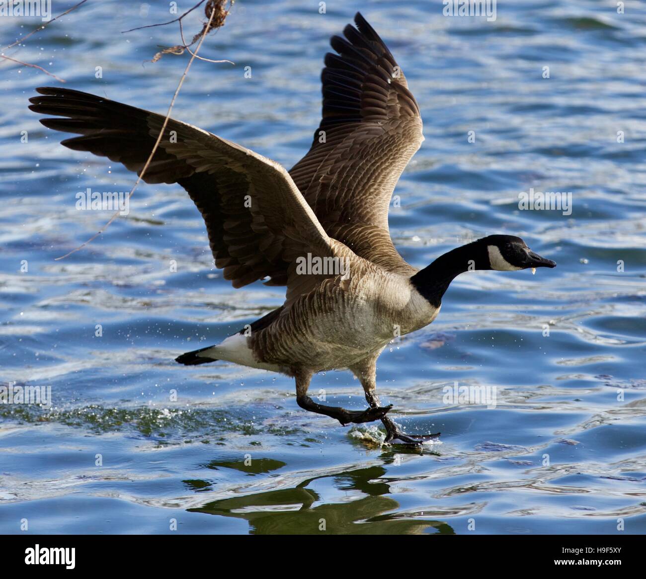 Beautiful isolated photo of a wild Canada goose Stock Photo - Alamy