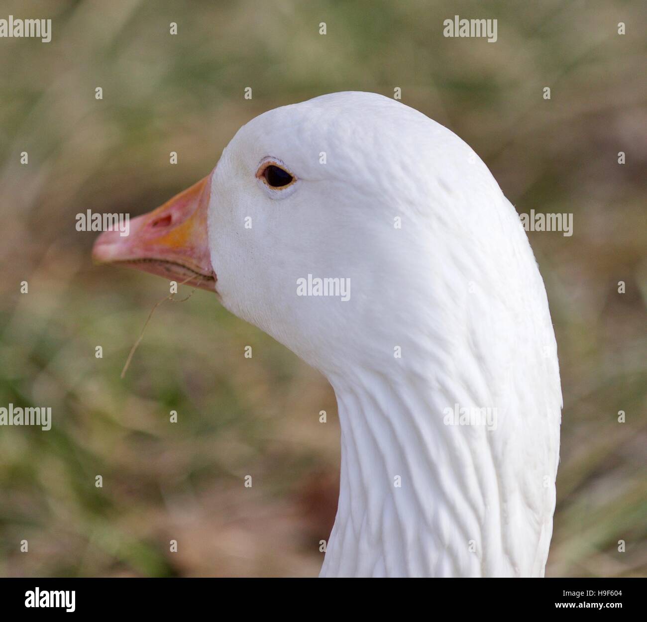 Beautiful isolated photo of a wild snow goose Stock Photo - Alamy