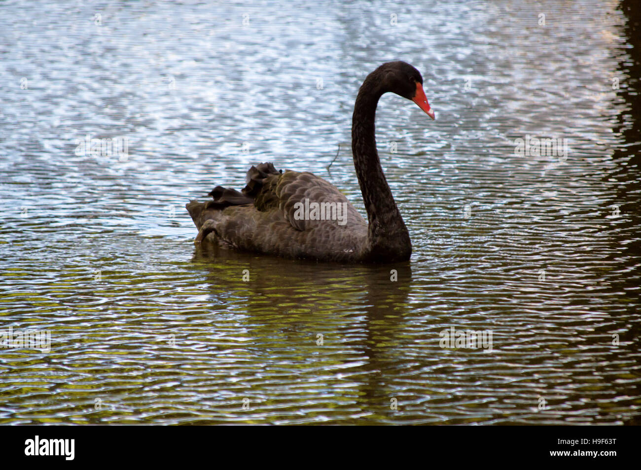 A beautiful black swam swimming across a shimmering, multi colored lake ...